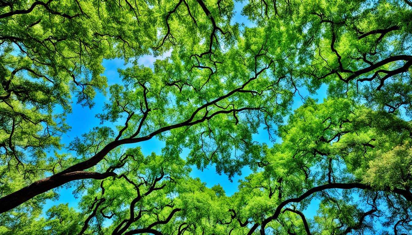 Austin Summer Weather Conditions - Your Guide