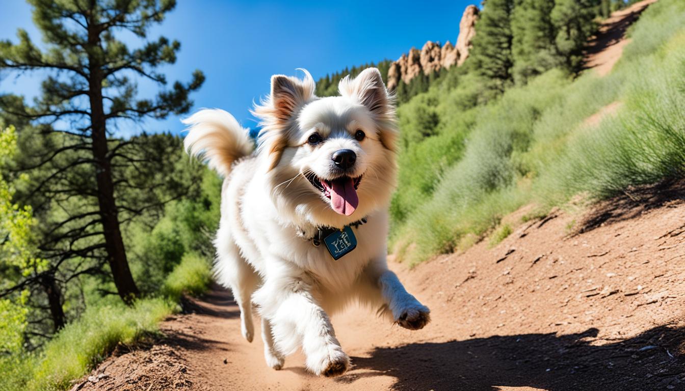 Top Dog-Friendly Activities In Colorado Springs