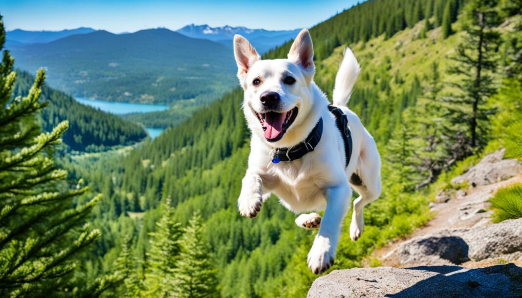 Dog-Friendly Hikes & Eats In Boulder Guide
